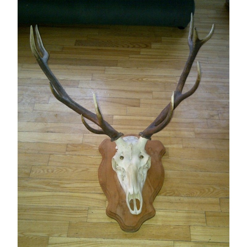 Šerno galva, elnio ragai ir kt.